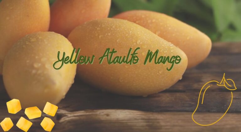Yellow Ataulfo Mango: A Symphony of Exquisite Flavor - Produce Oasis