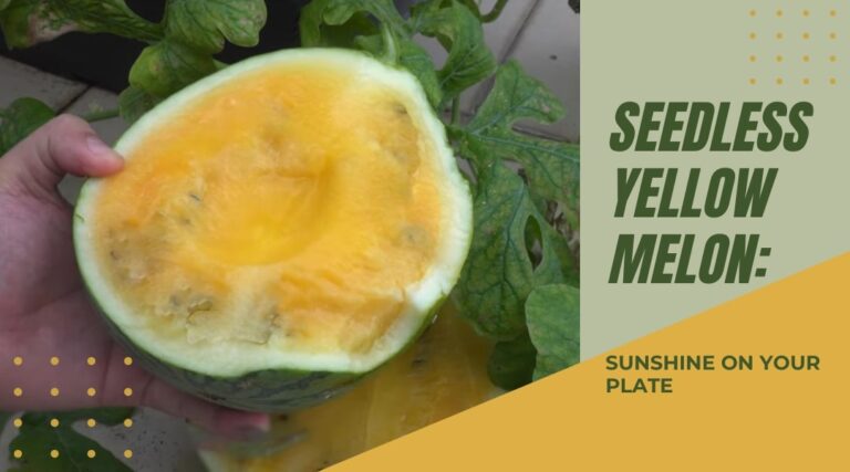 Seedless Yellow Watermelon: Sunshine on Your Plate